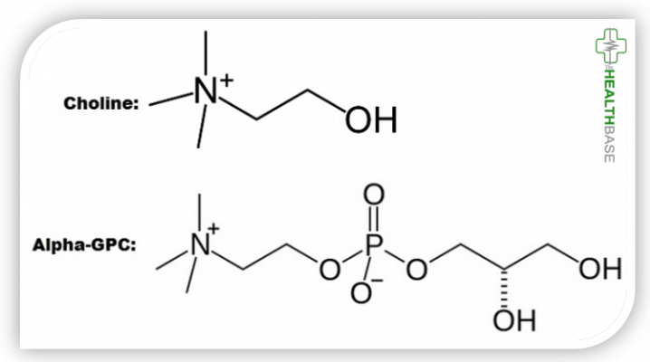 What is the Correct Alpha GPC Dosage? | The Health Base